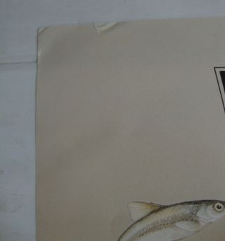Vintage Fish Poster/Print - Forage Fishes Of Pennsylvania | #19900065